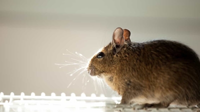 Pest Control in Austin, TX | A-Tex Pest Management