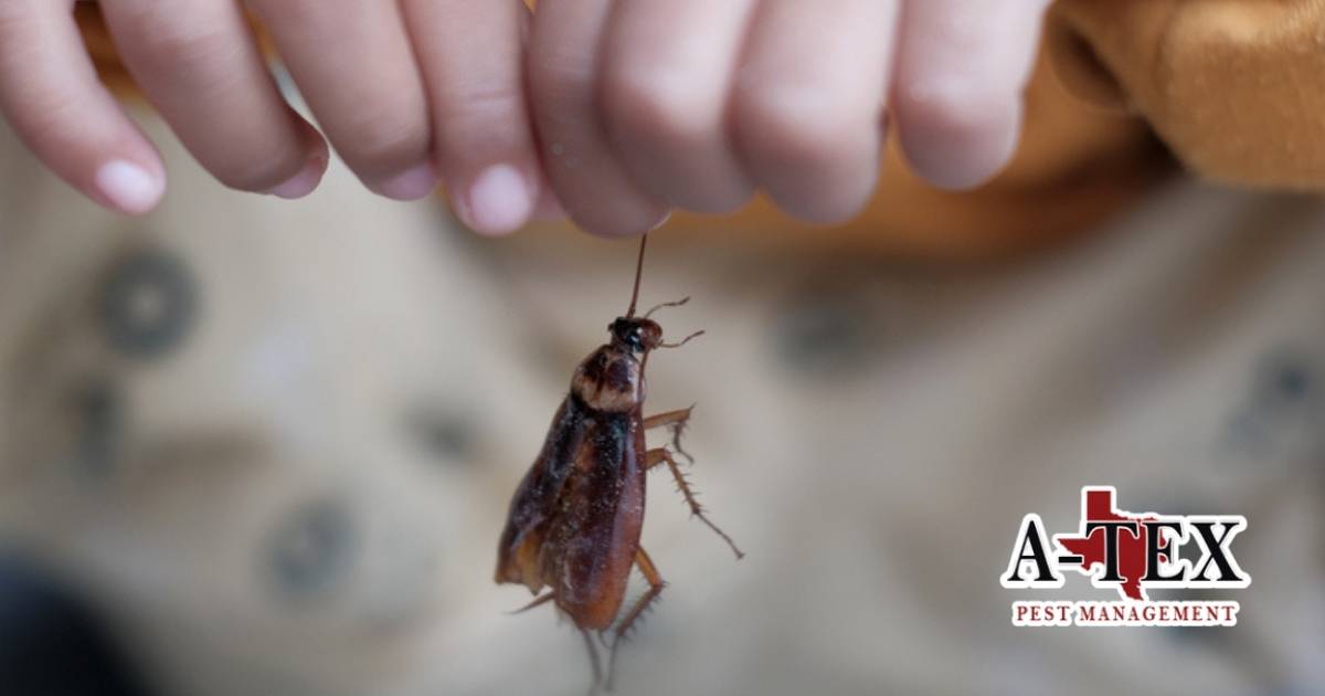 Cockroaches in Winter: Why They Are Still a Problem in Austin