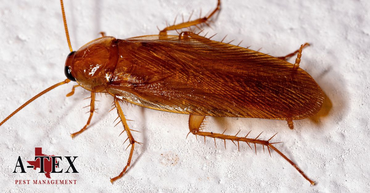 What is the Best Way to Get Rid of Cockroaches in My Home?