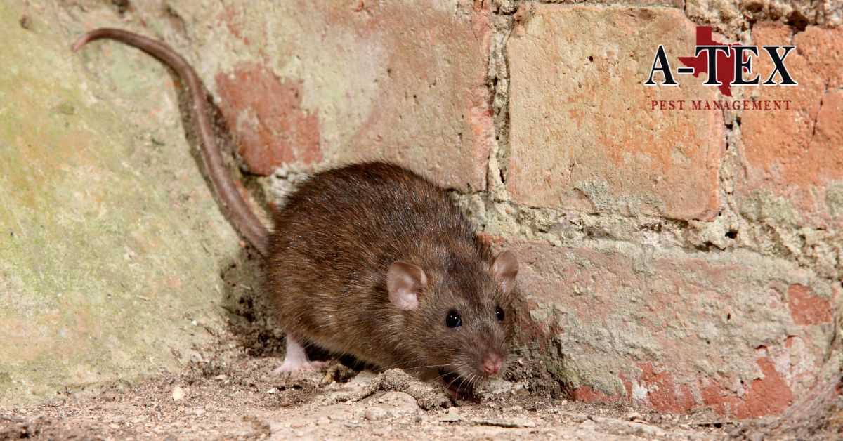Understanding Rodent Behavior and Attraction Factors