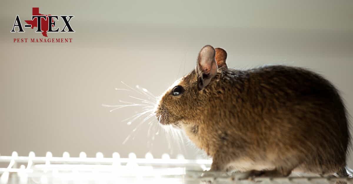What is the Best Way to Get Rid of Rodents?